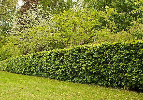 Online tuinplanten kopen | Planten webshop - Kwekerij Klein