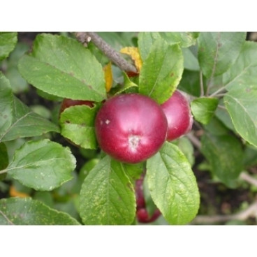 Appelbomen - Kwekerij Klein