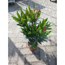 Oleander - roze - Kwekerij Klein
