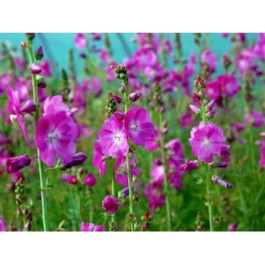 Griekse malva | Sidalcea Brilliant - Kwekerij Klein