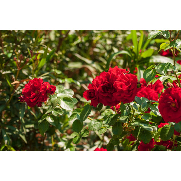 Rosa Rote the Fairy - Kwekerij Klein