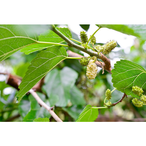 Morus alba - Moerbei - Kwekerij Klein