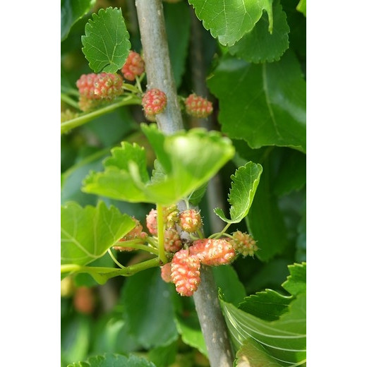 Online Moerbei kopen? Kwekerij Klein - Kwekerij Klein