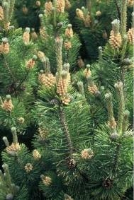 Coniferen kopen - Conifeerhaag - Kwekerij Klein