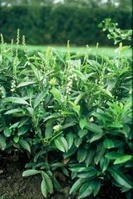 Laurier kopen | Laurierhaag - Kwekerij Klein